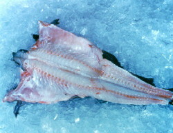 Northern Cod -A Matter of Survival